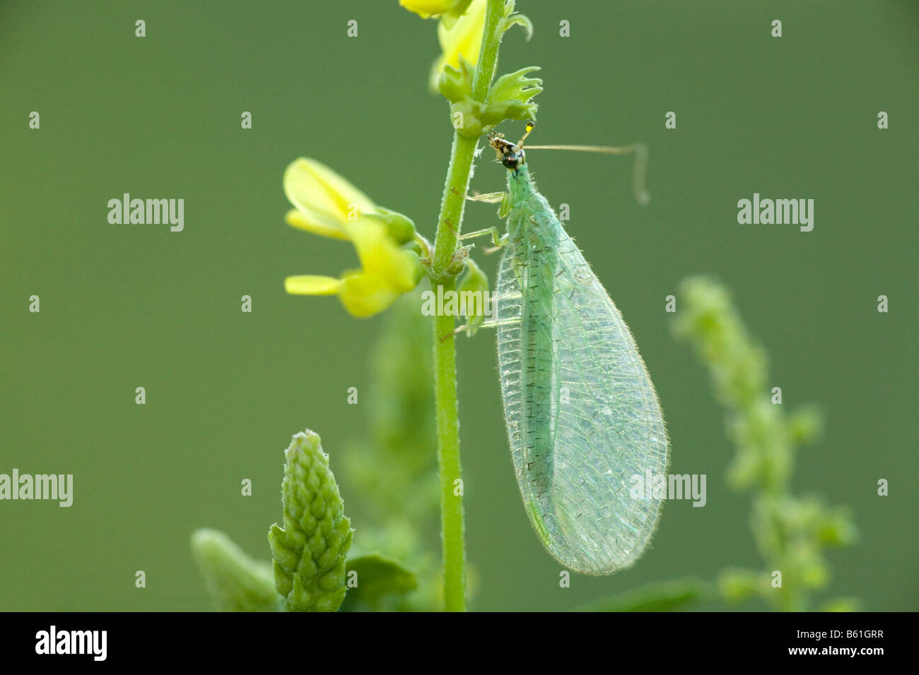 Lacewing hi-res stock photography and images - Alamy
