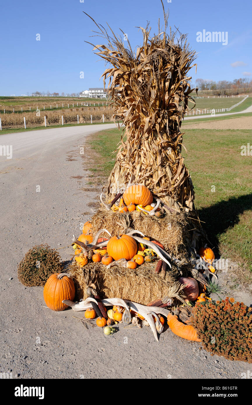 Fall Corn Stalks On Poles