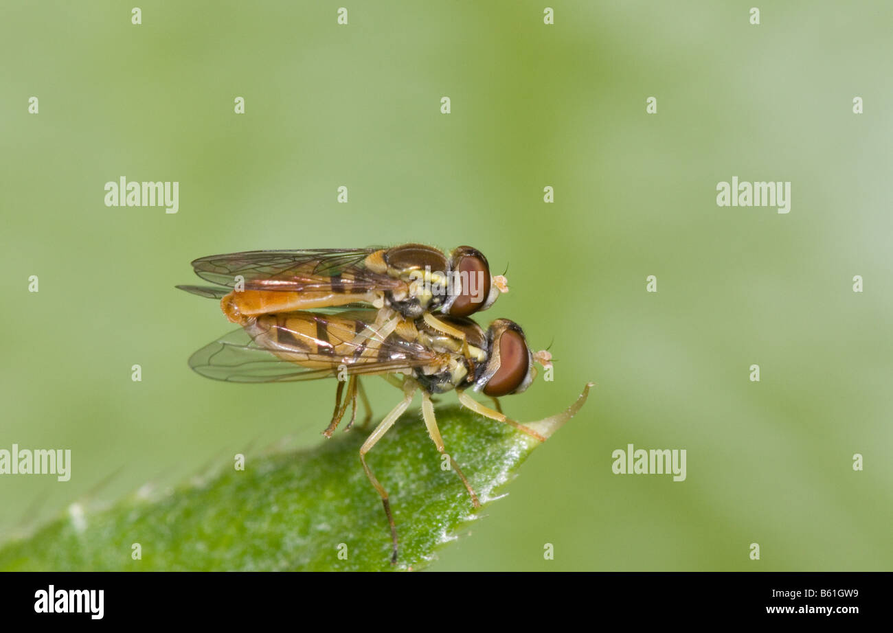 Syrphid flies mating Stock Photo - Alamy