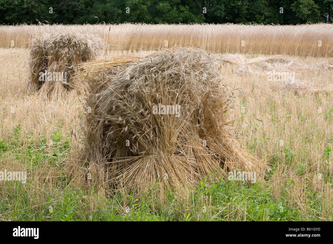 Cut wheat hi-res stock photography and images - Alamy