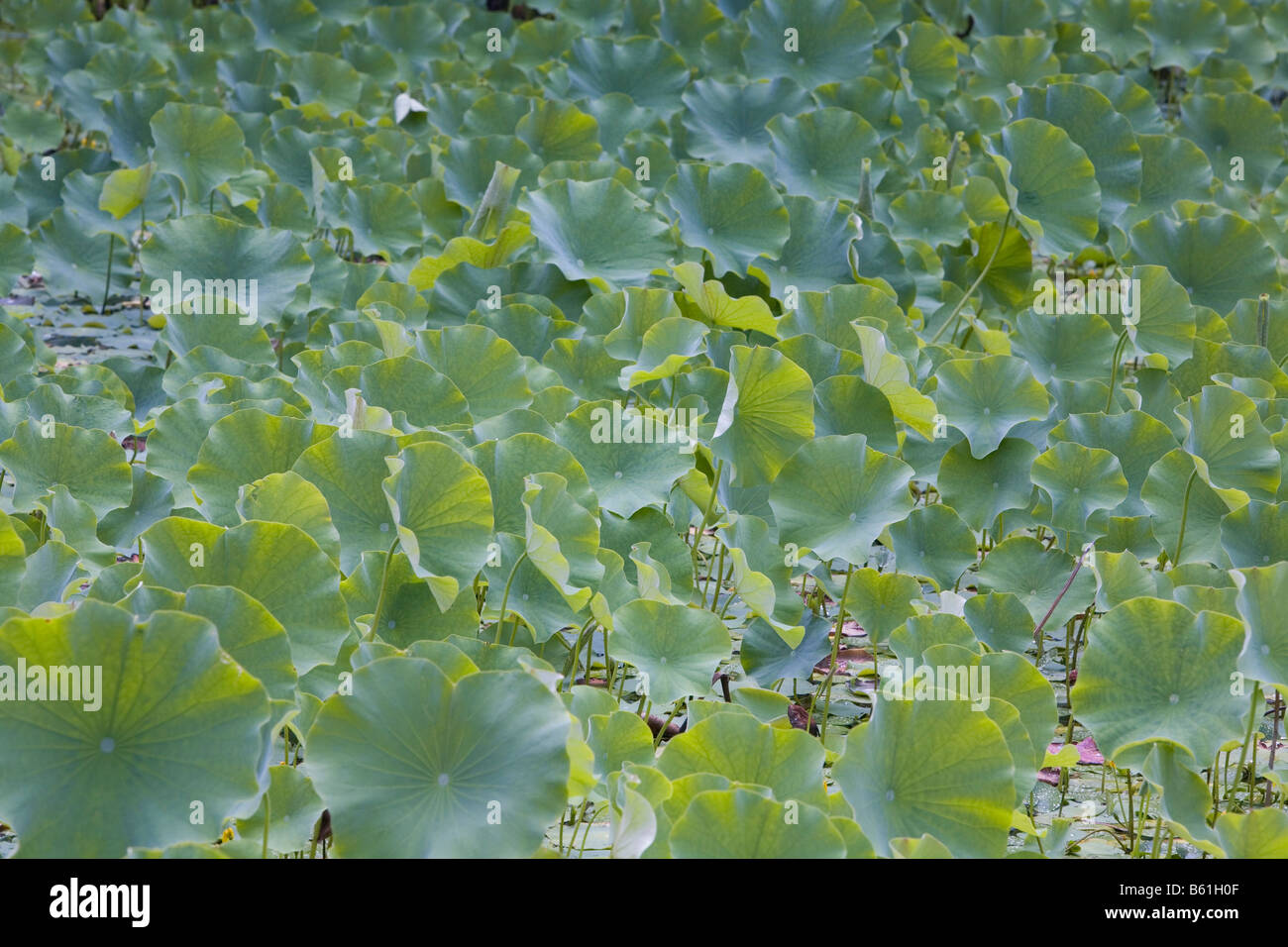 Lotus leaves pond hi-res stock photography and images - Alamy