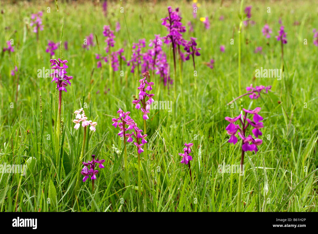 Orchis morio, Green-winged orchids Stock Photo - Alamy