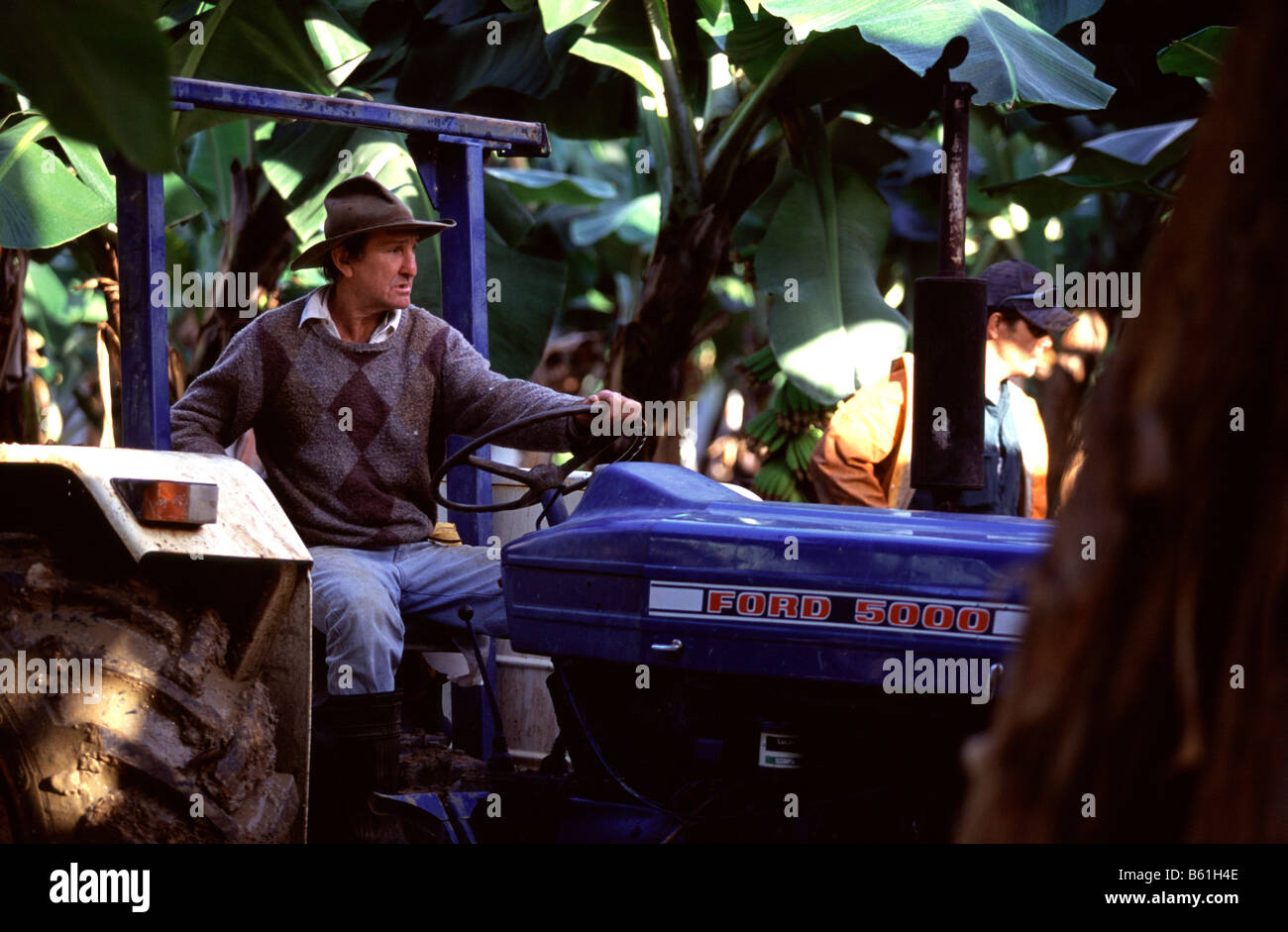 A banana picker drives the tractor through the fields of bananas Stock ...