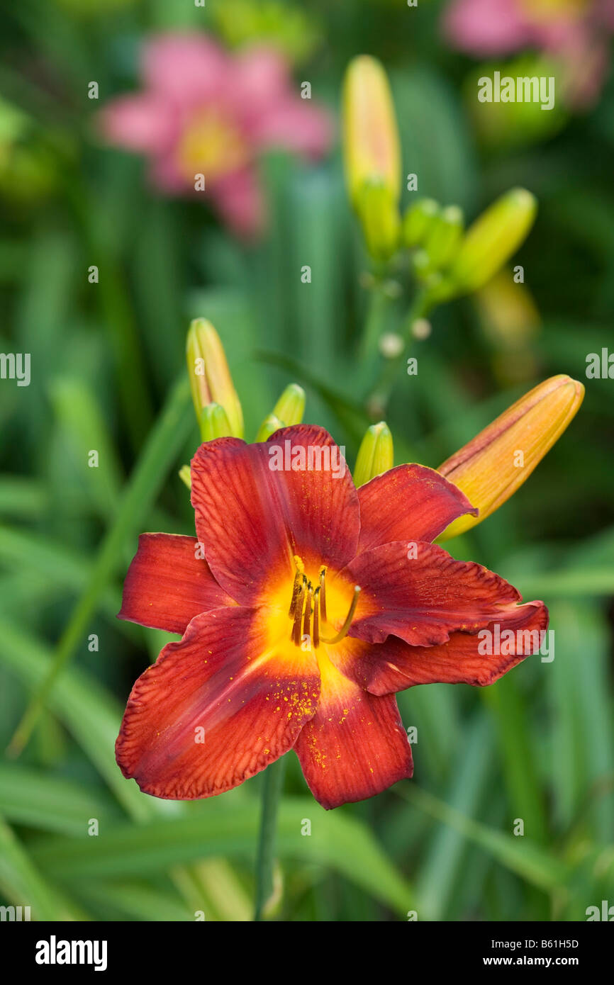 Daylily red hi-res stock photography and images - Alamy