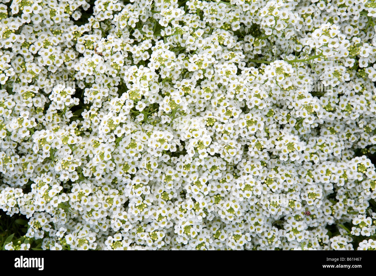 Alyssum flower hi-res stock photography and images - Alamy