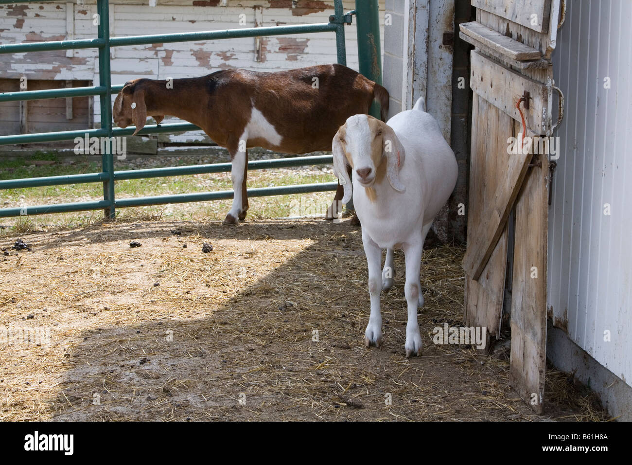 Goats on a public state park farm Stock Photo - Alamy