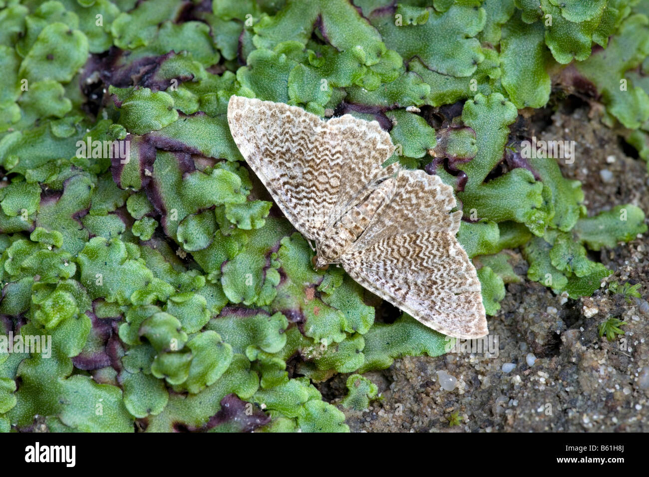 Scallop shell moth hi-res stock photography and images - Alamy