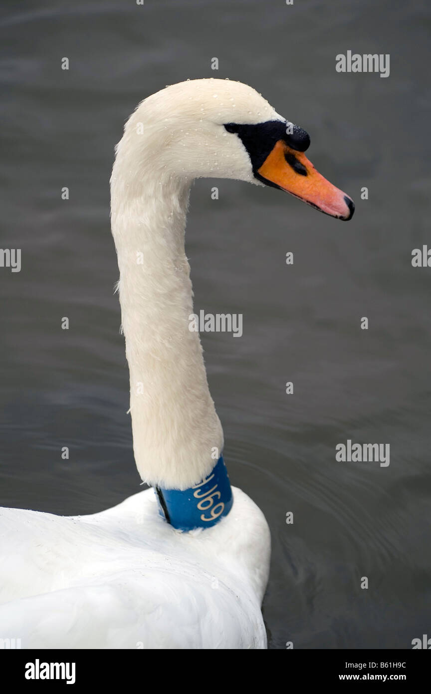 Ringed swan on The Gota Alv (River Gota) in Gothenburg (Goteborg ...