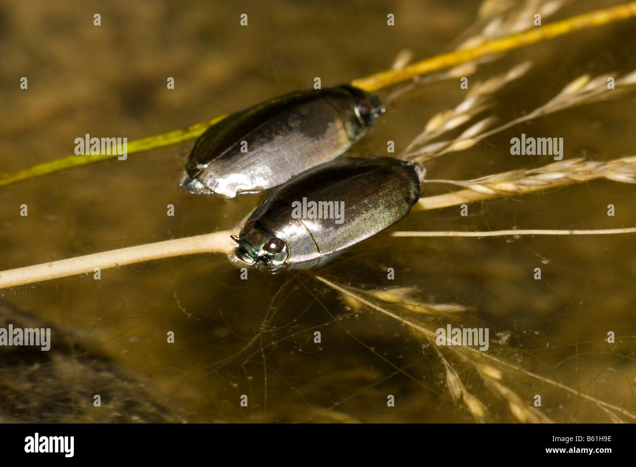Whirligig beetle hi-res stock photography and images - Alamy