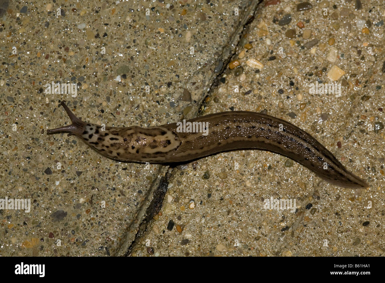 Leopard slug hi-res stock photography and images - Alamy