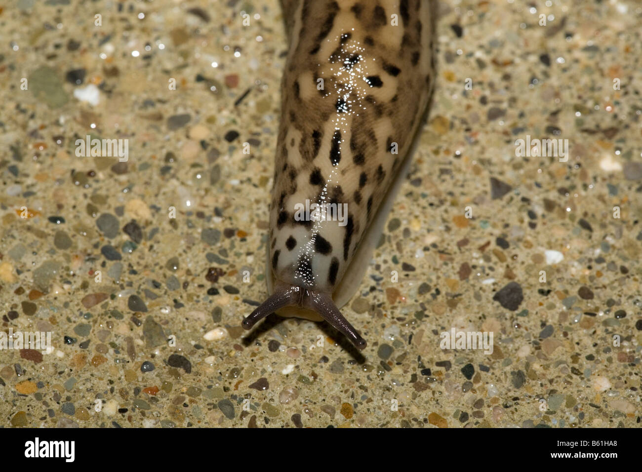 Leopard slug hi-res stock photography and images - Alamy