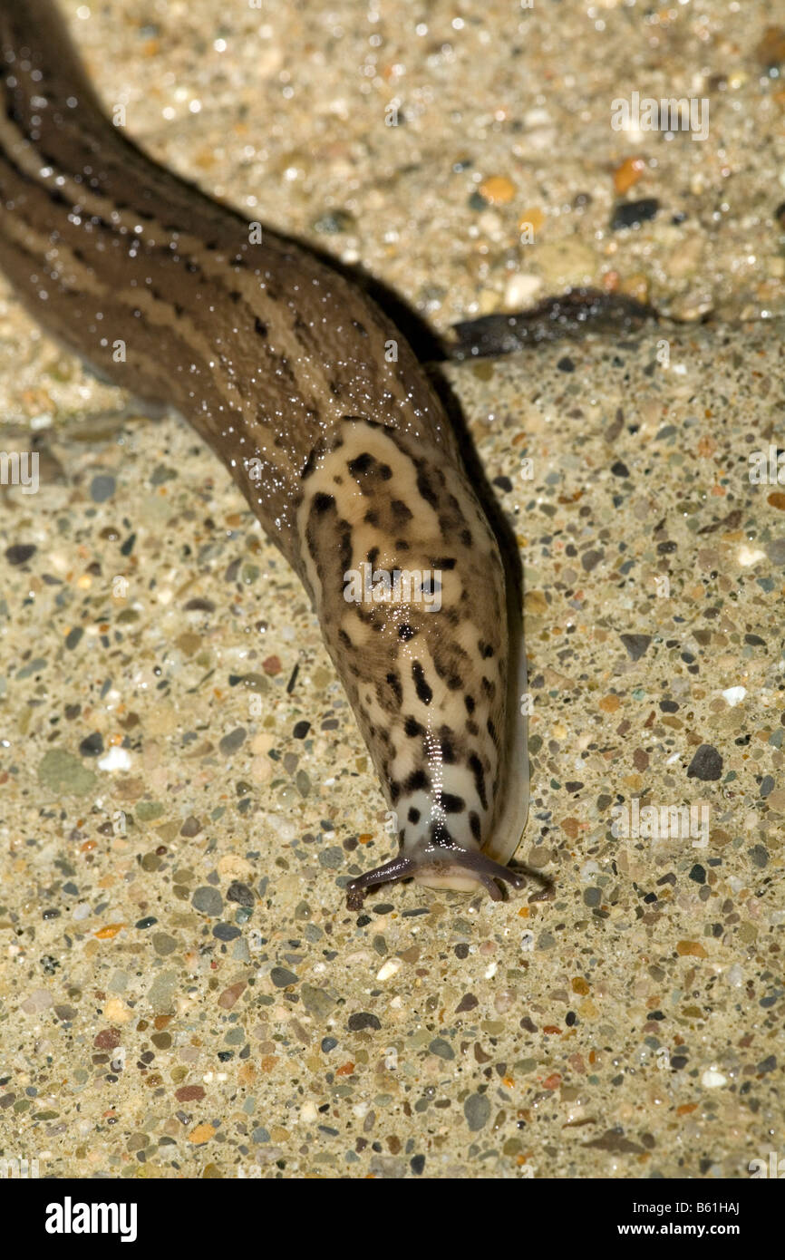 Leopard slug hi-res stock photography and images - Alamy