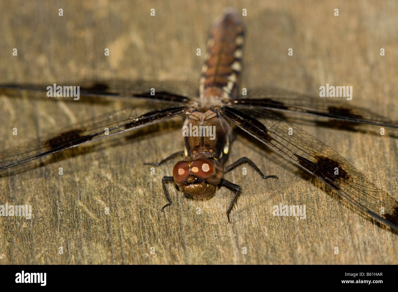 Libellula lydia hi-res stock photography and images - Alamy