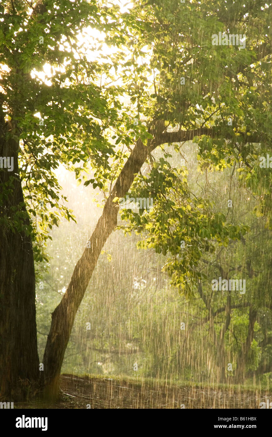 Backlit tree branches in rainstorm Stock Photo - Alamy
