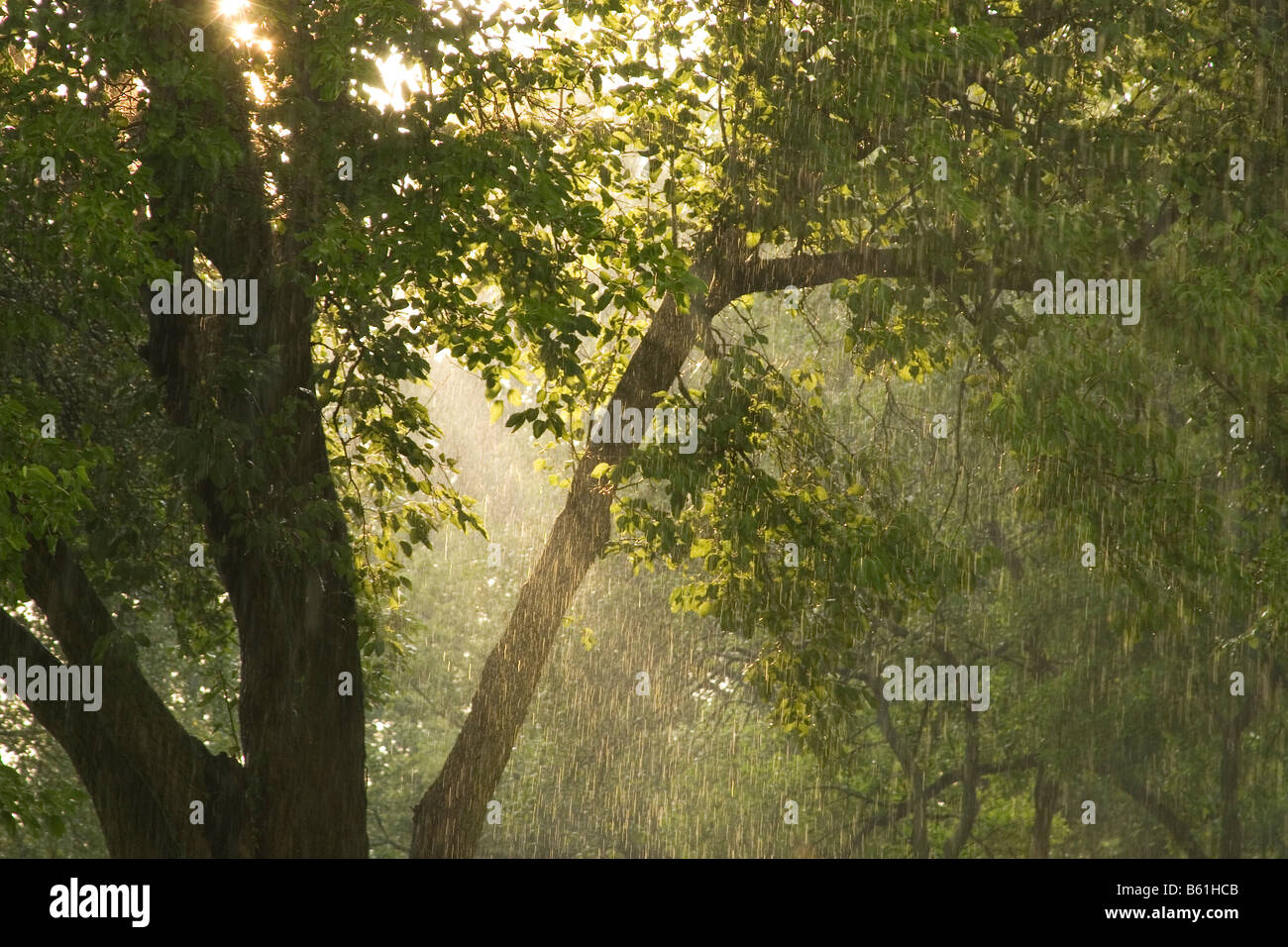 Backlit tree branches in rainstorm Stock Photo - Alamy