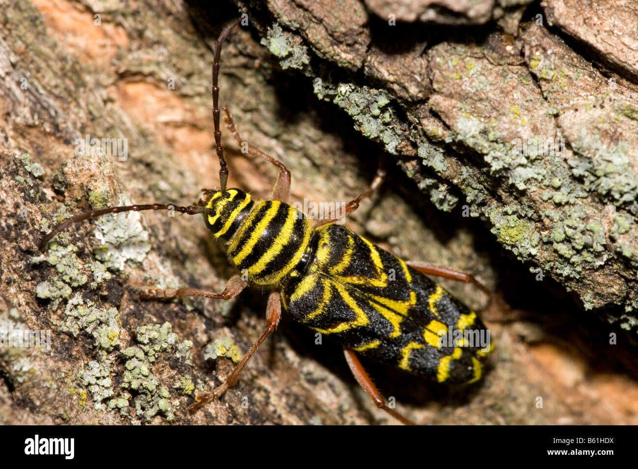 Locust borer beetle Stock Photo - Alamy