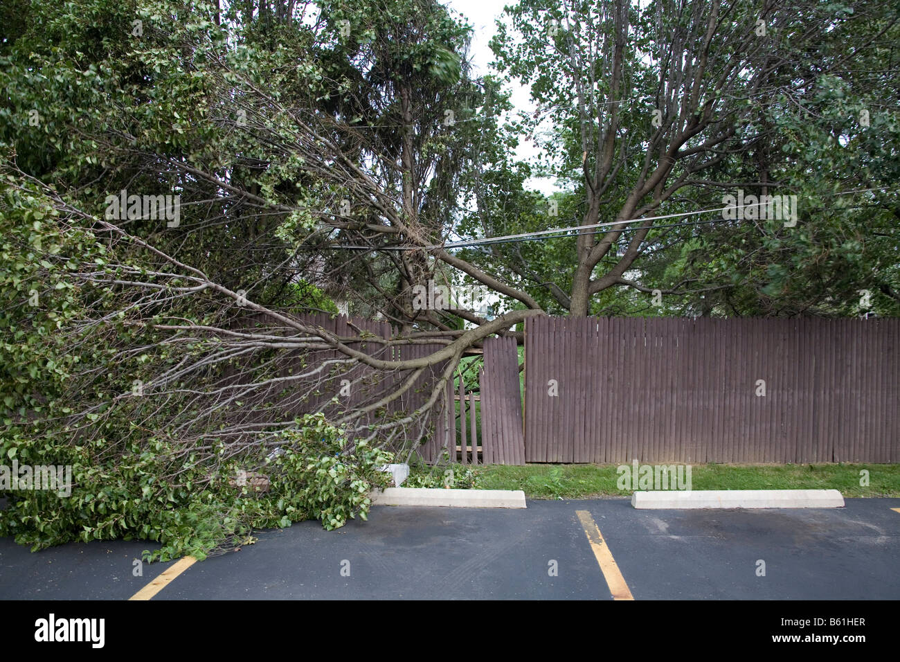 Tree branch down due to high winds Stock Photo - Alamy