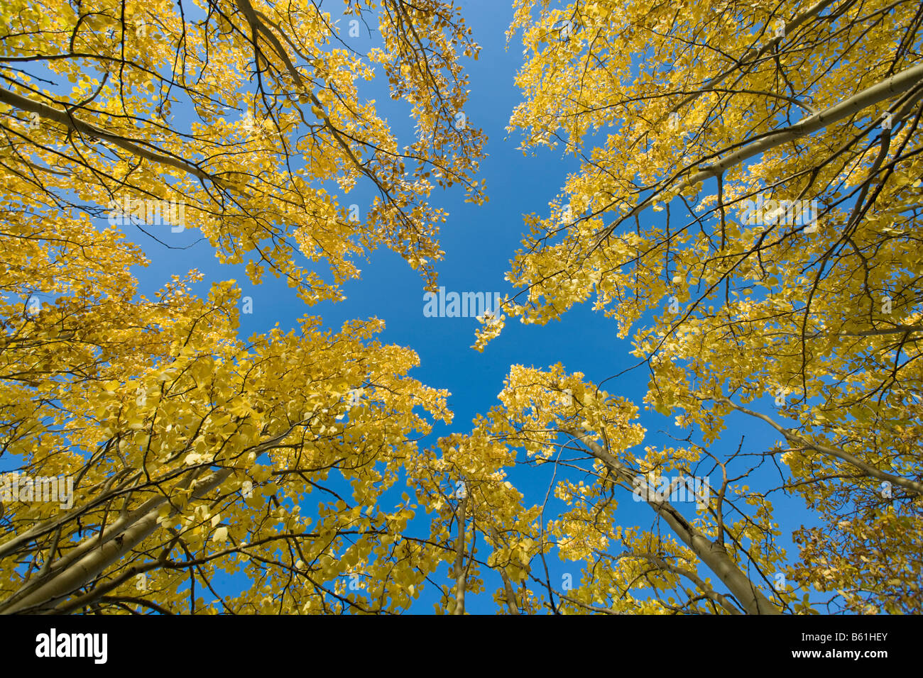 Canada Yukon Territory Birch trees with yellow fall foliage Stock Photo ...