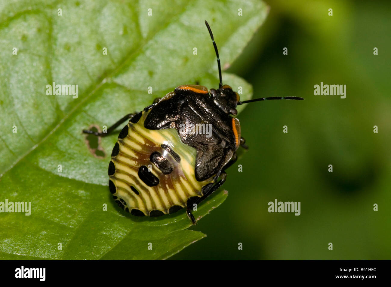 Green stink bug nymph (Acrosternum hilare Stock Photo - Alamy