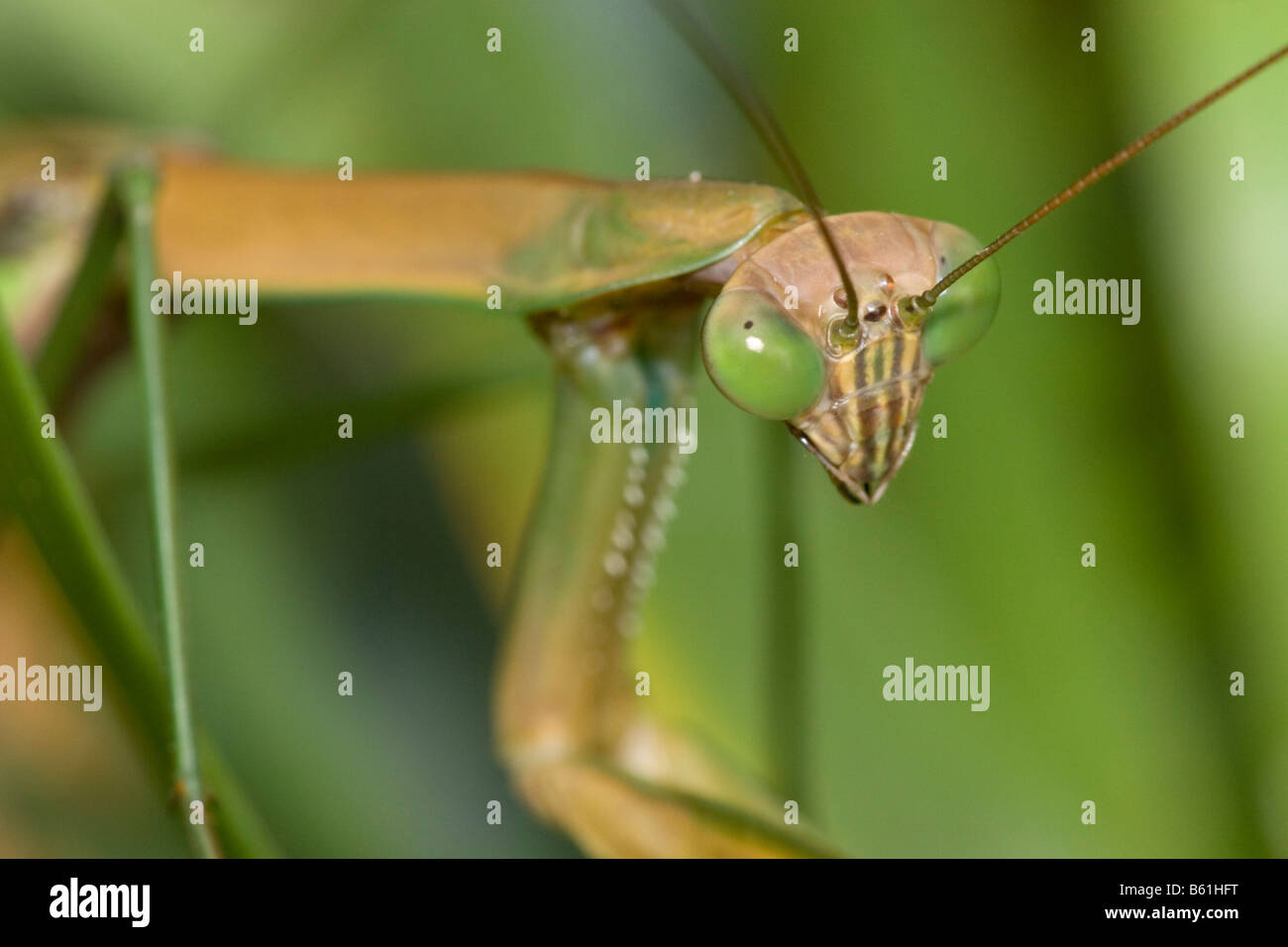 Closeup of a praying mantis Stock Photo - Alamy