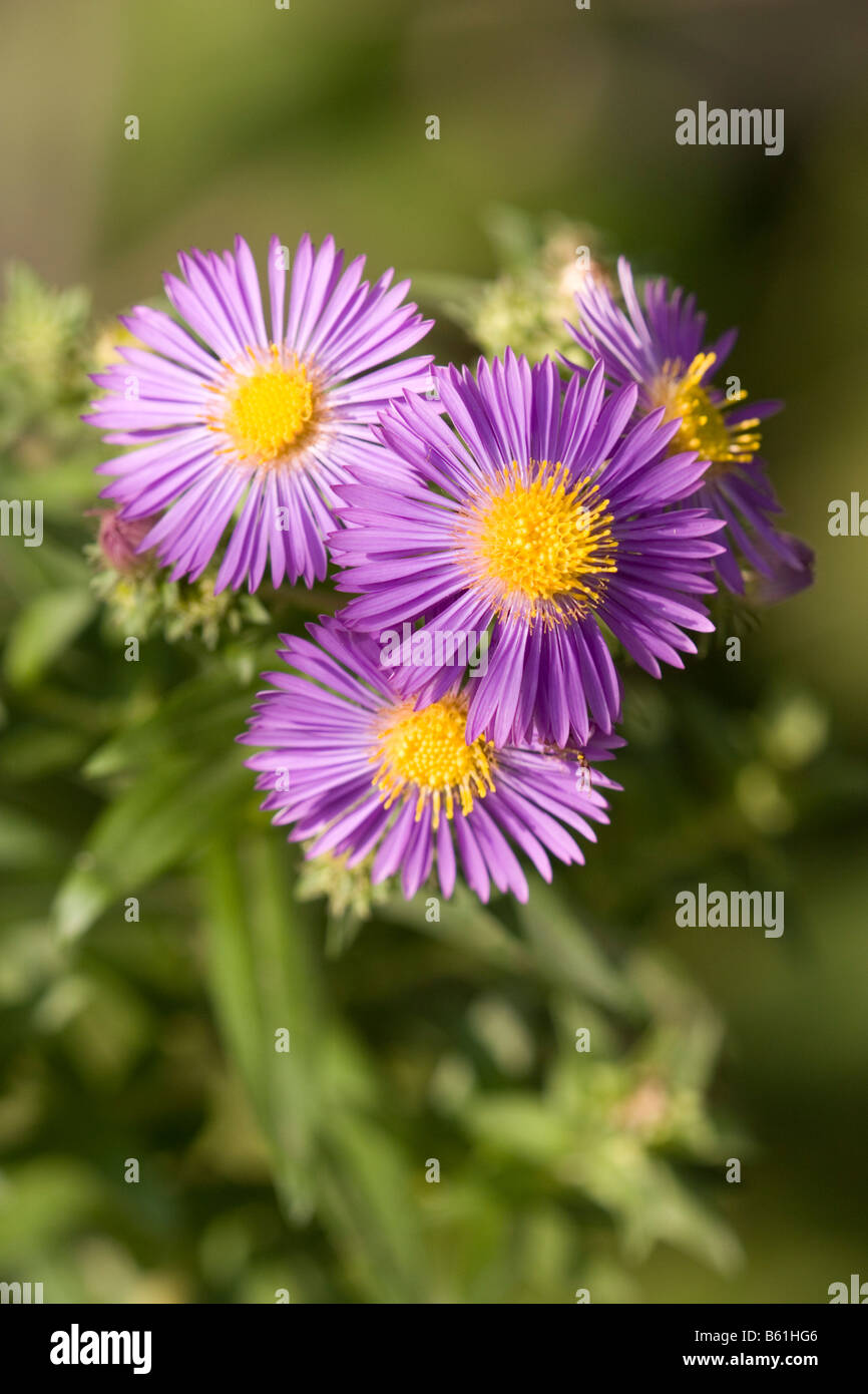 New England Aster (Aster novae-angliae Stock Photo - Alamy