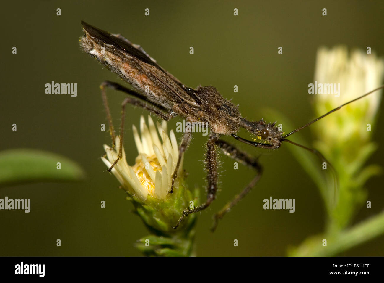 Sinea diadema hi-res stock photography and images - Alamy