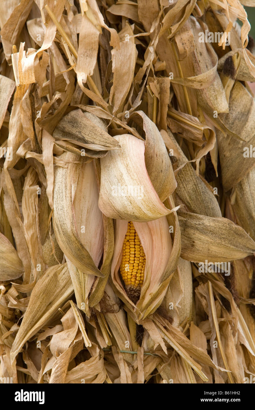 Drying yellow corn hi-res stock photography and images - Alamy