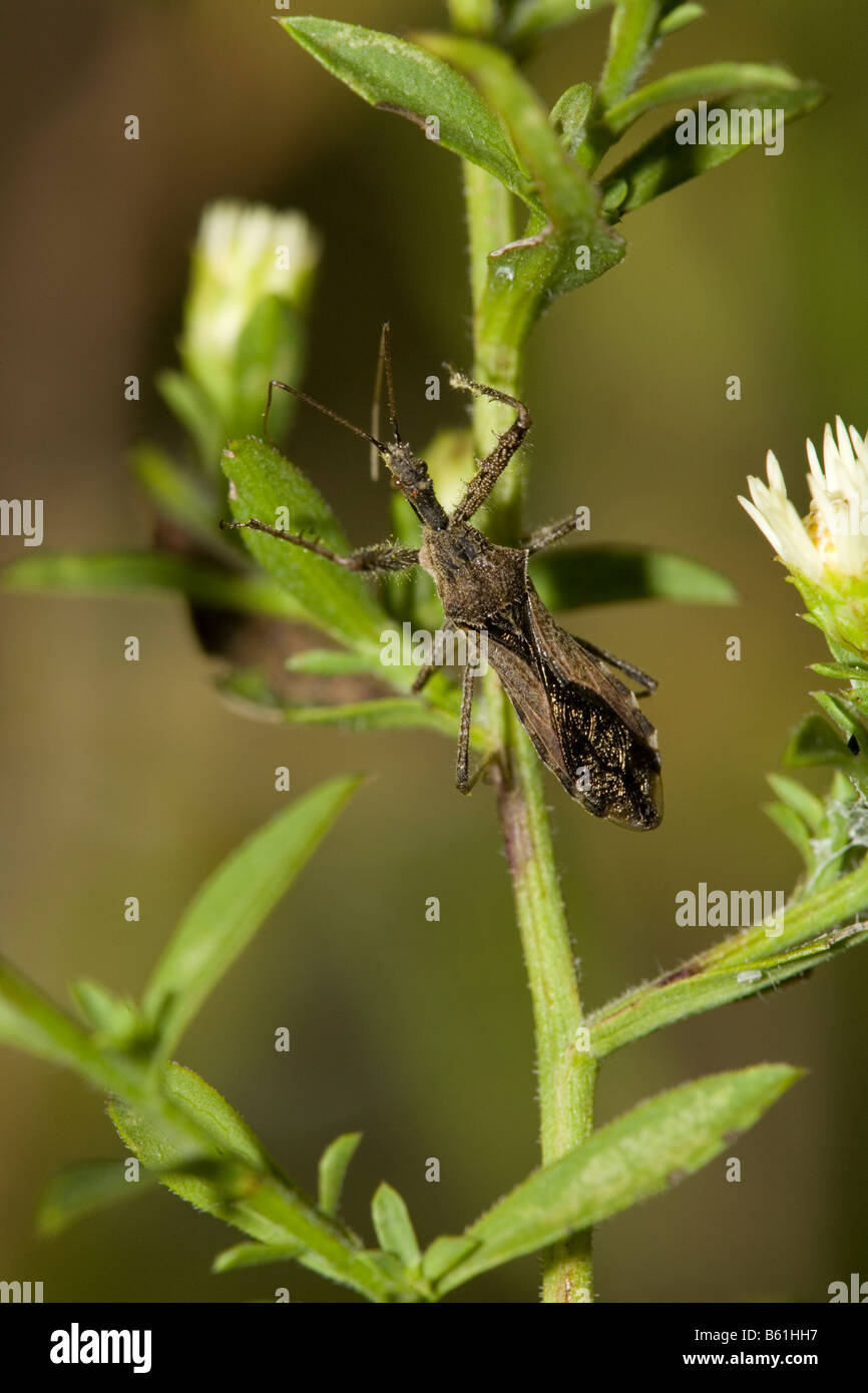Spined assassin bug (Sinea diadema Stock Photo - Alamy