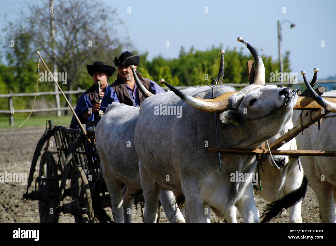 Driving oxen hi-res stock photography and images - Alamy