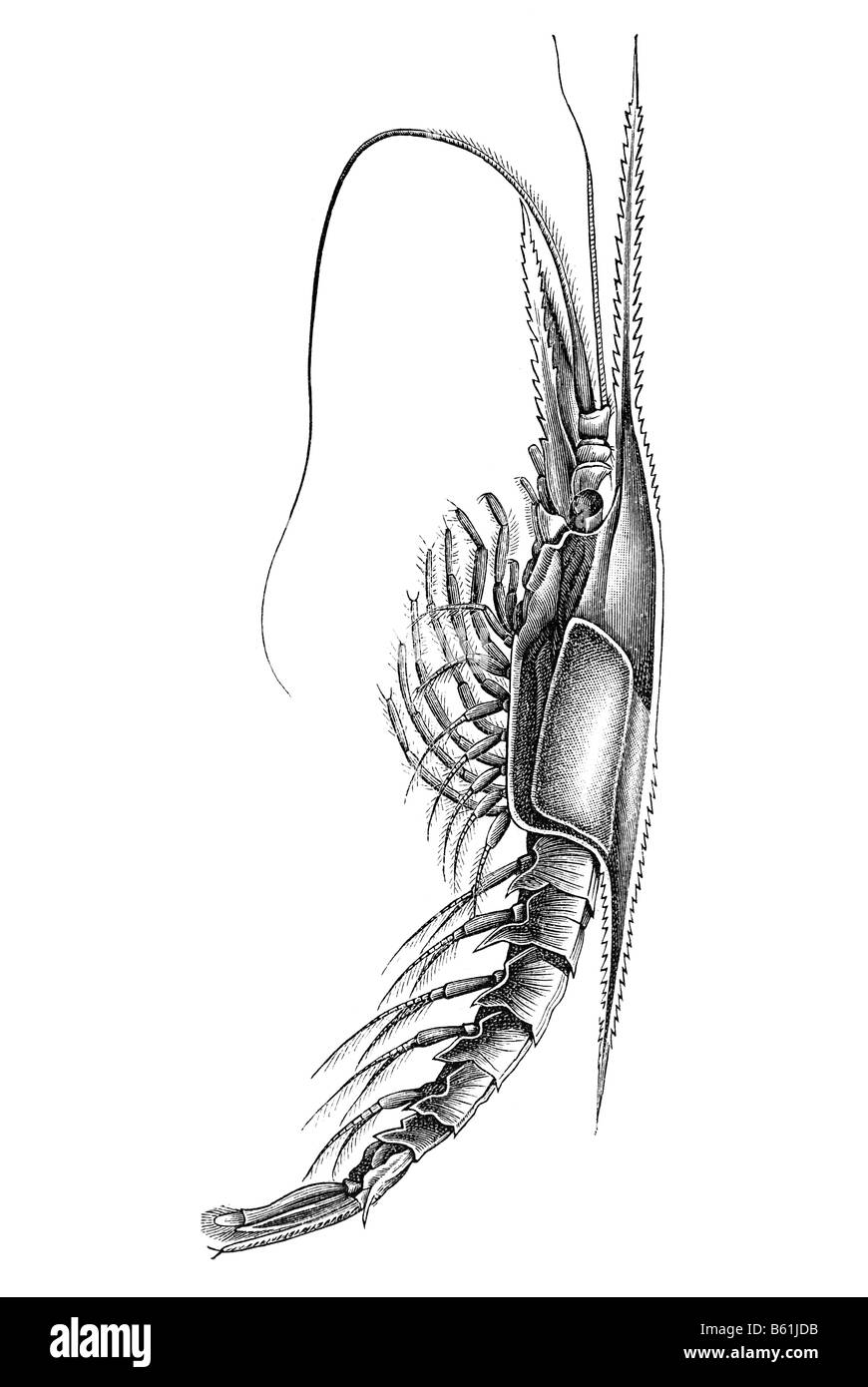 Mysidacea hi-res stock photography and images - Alamy