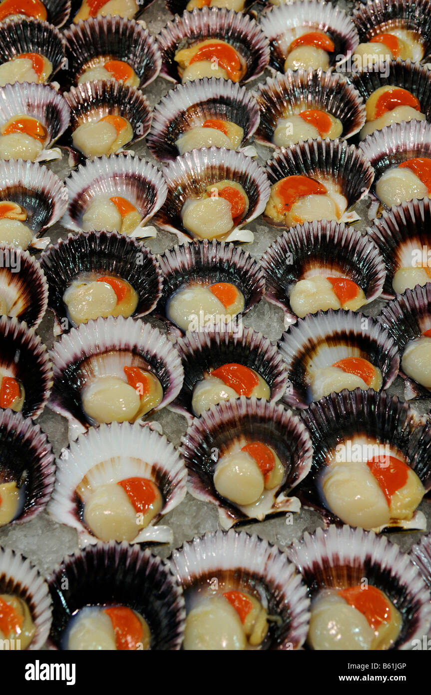 Australia shells seashells hi-res stock photography and images - Alamy