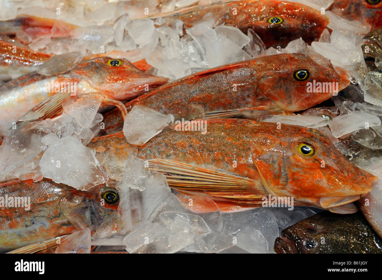 Fresh Scorpionfish, Sydney fish market, Sydney, Australia Stock Photo ...