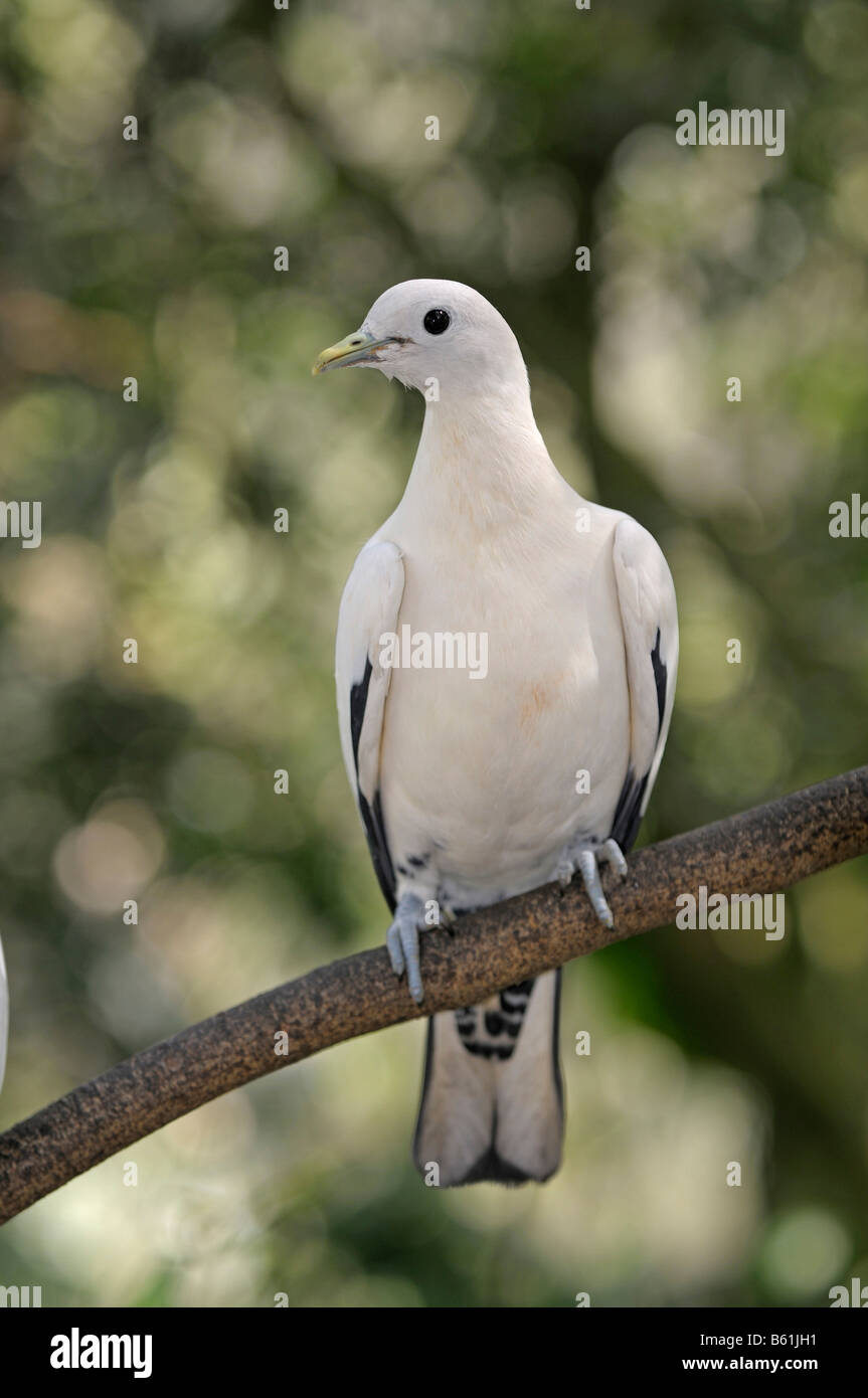 Pied Imperial-pigeon or Nutmeg Pigeon (Ducula bicolor), Queensland ...