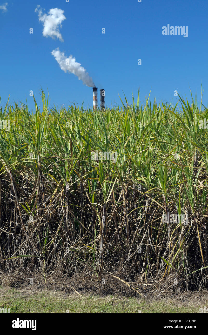 Field of sugar cane with a sugar factory at back, Queensland, Australia ...