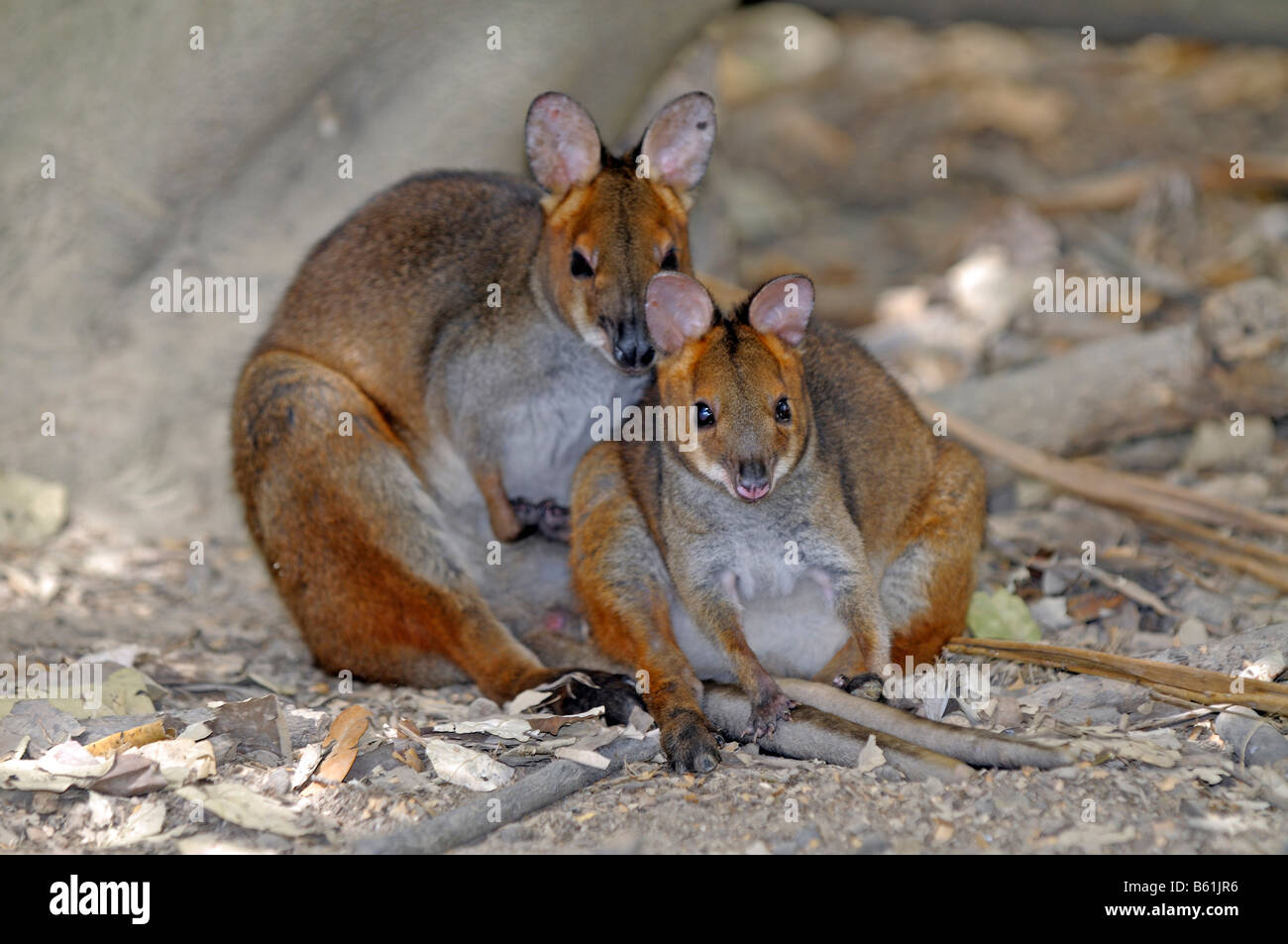 Two Red-legged Pademelon (Thylogale stigmatica), Queensland, Australia ...