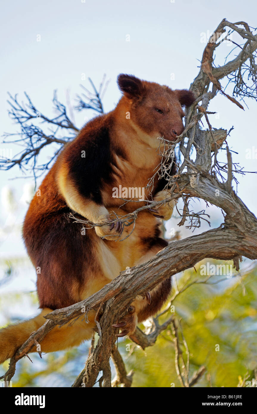 Goodfellow's Tree-kangaroo or Ornate Tree Kangaroo (Dendrolagus ...