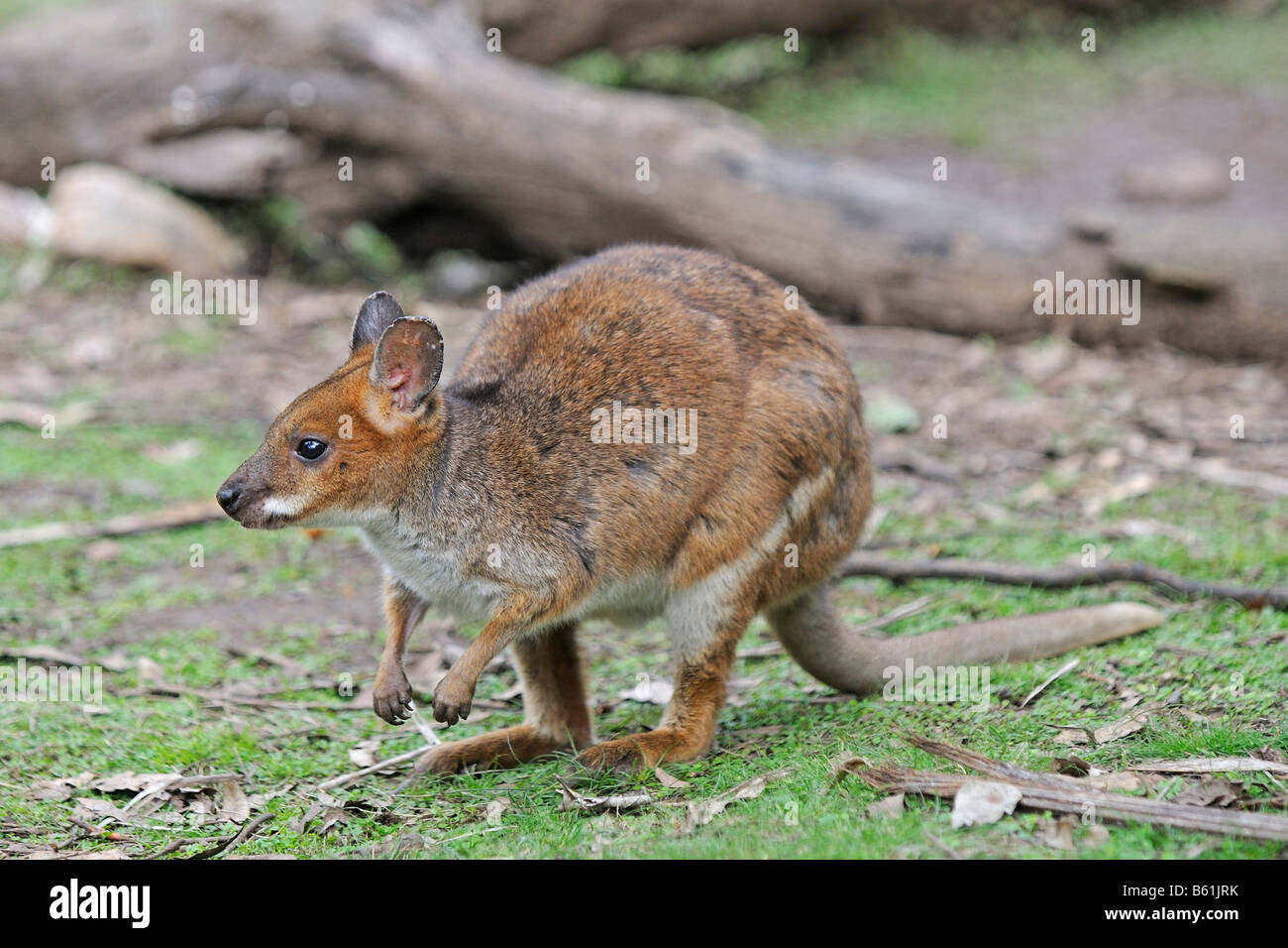 Red-legged Pademelon (Thylogale stigmatica), Lamington National Park ...