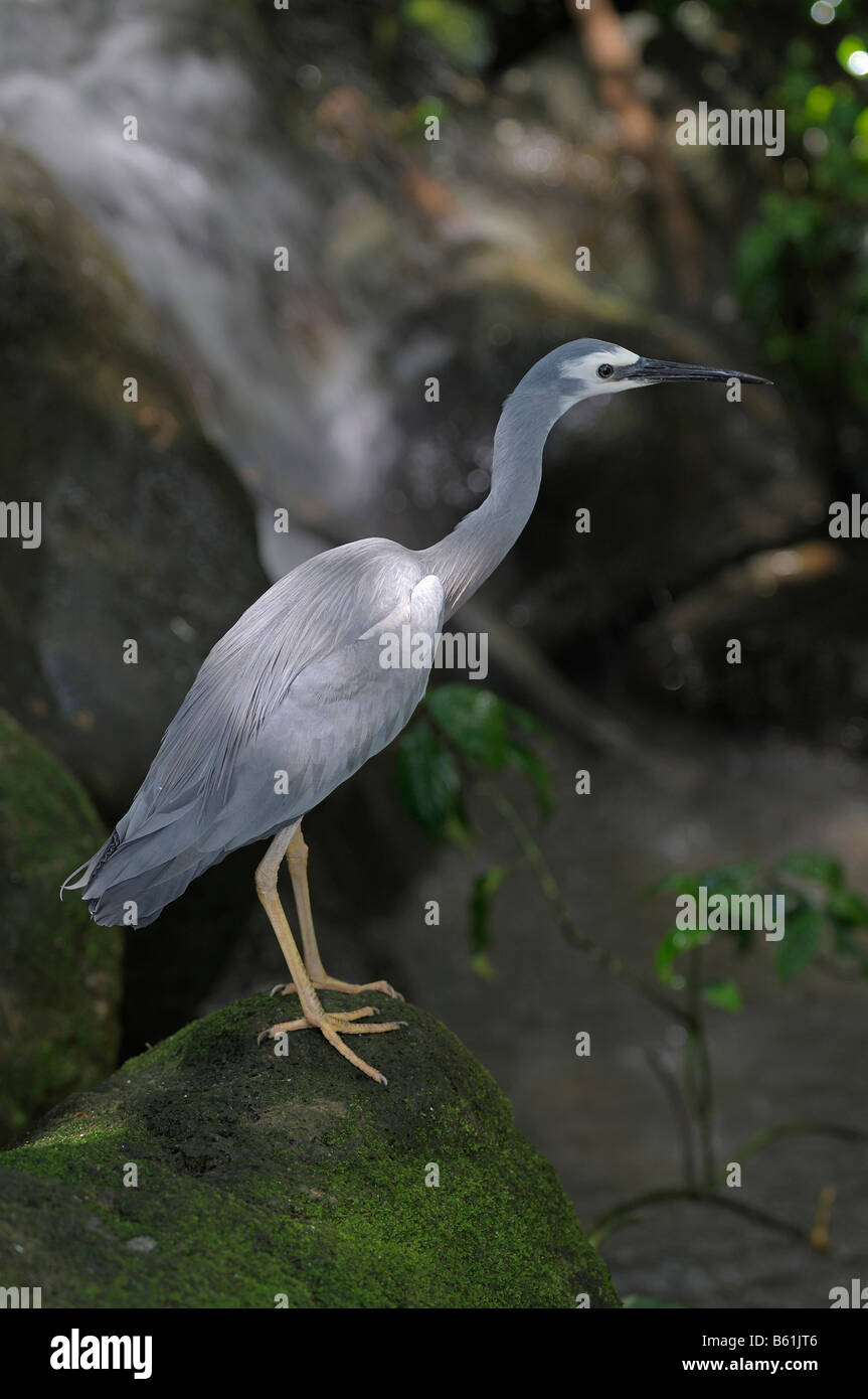 Ardea pacifica birds hi-res stock photography and images - Alamy