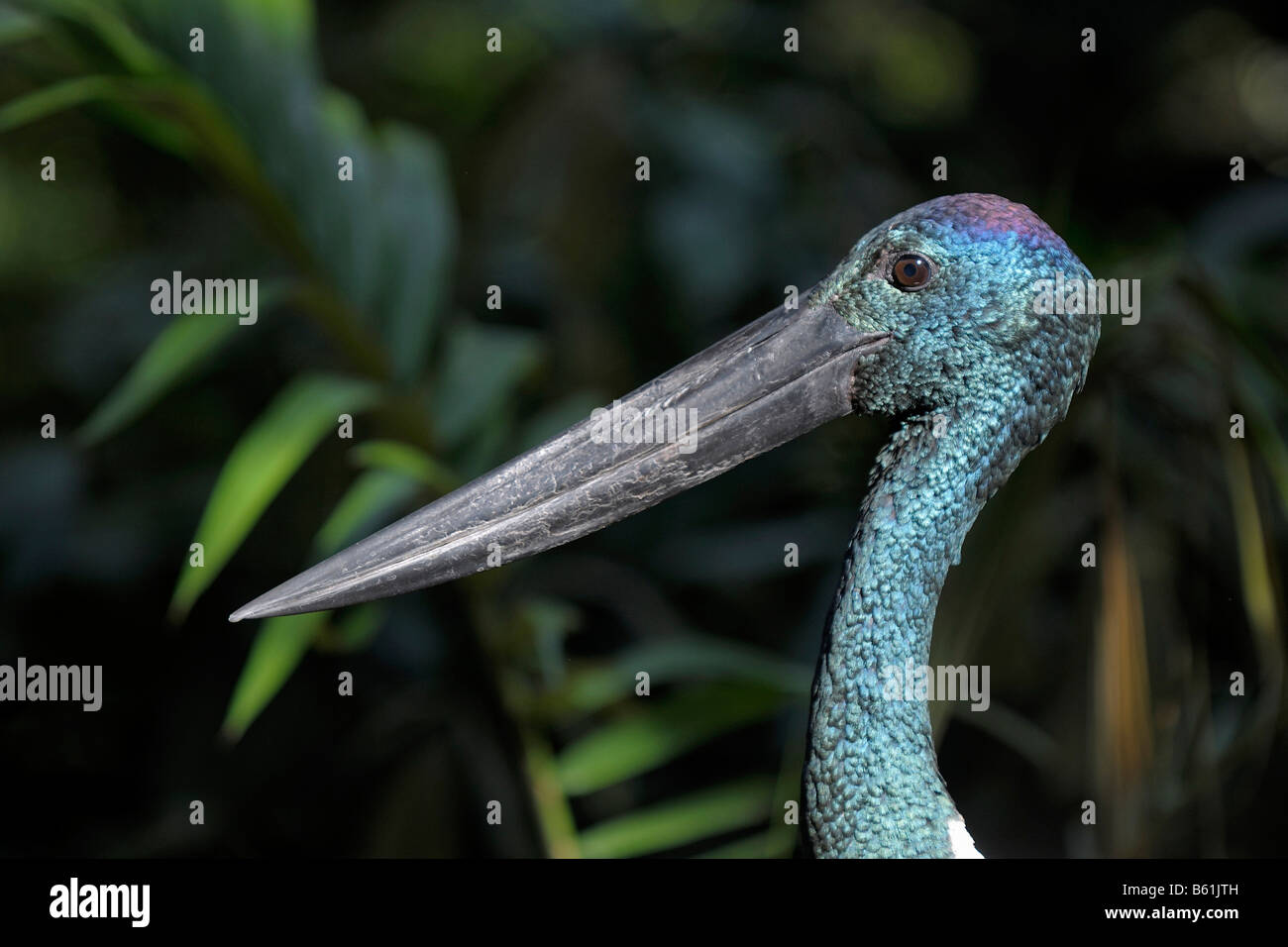 Jabiru australian stork hi-res stock photography and images - Alamy