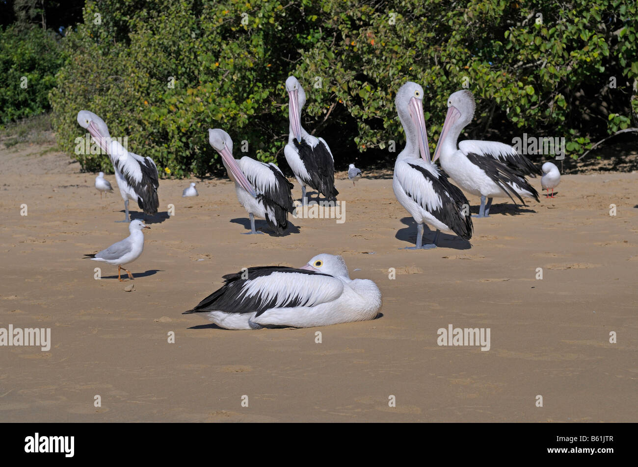 Australian Pelican (Pelecanus conspicillatus), Queensland, Australia ...