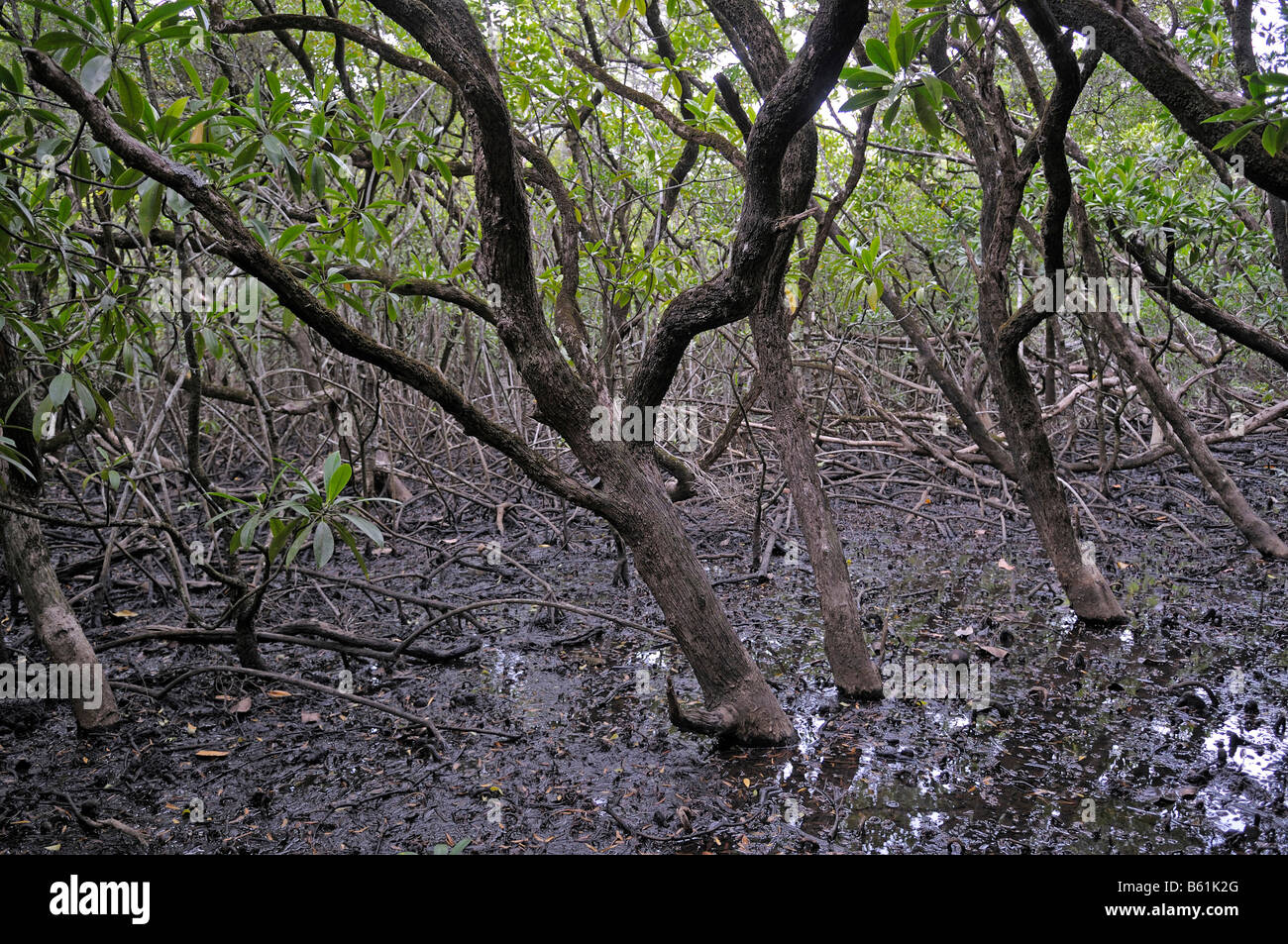 Typical mangrove vegetation at low tide, Queensland coast, Australia ...