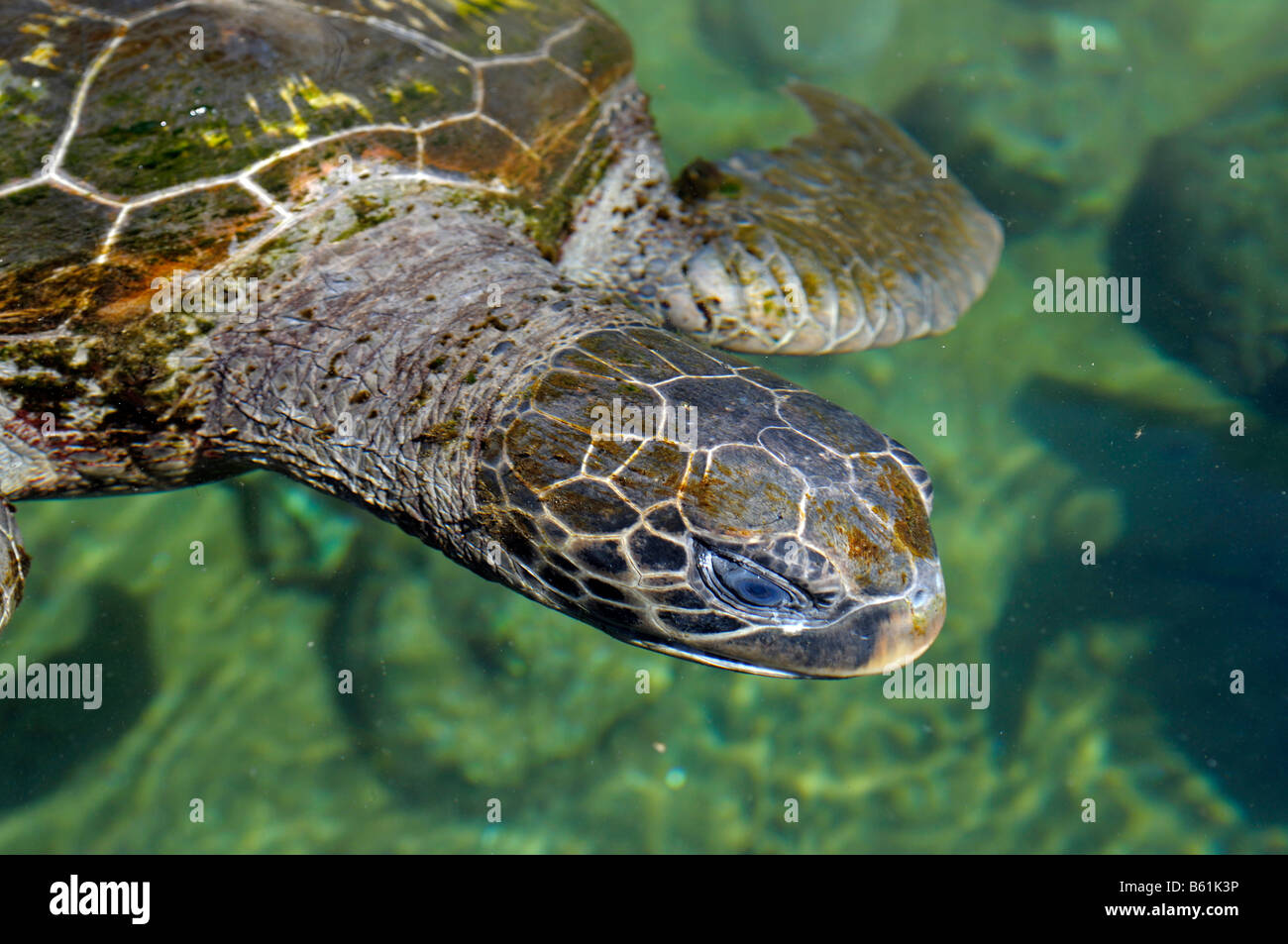 Australia turtle hi-res stock photography and images - Alamy