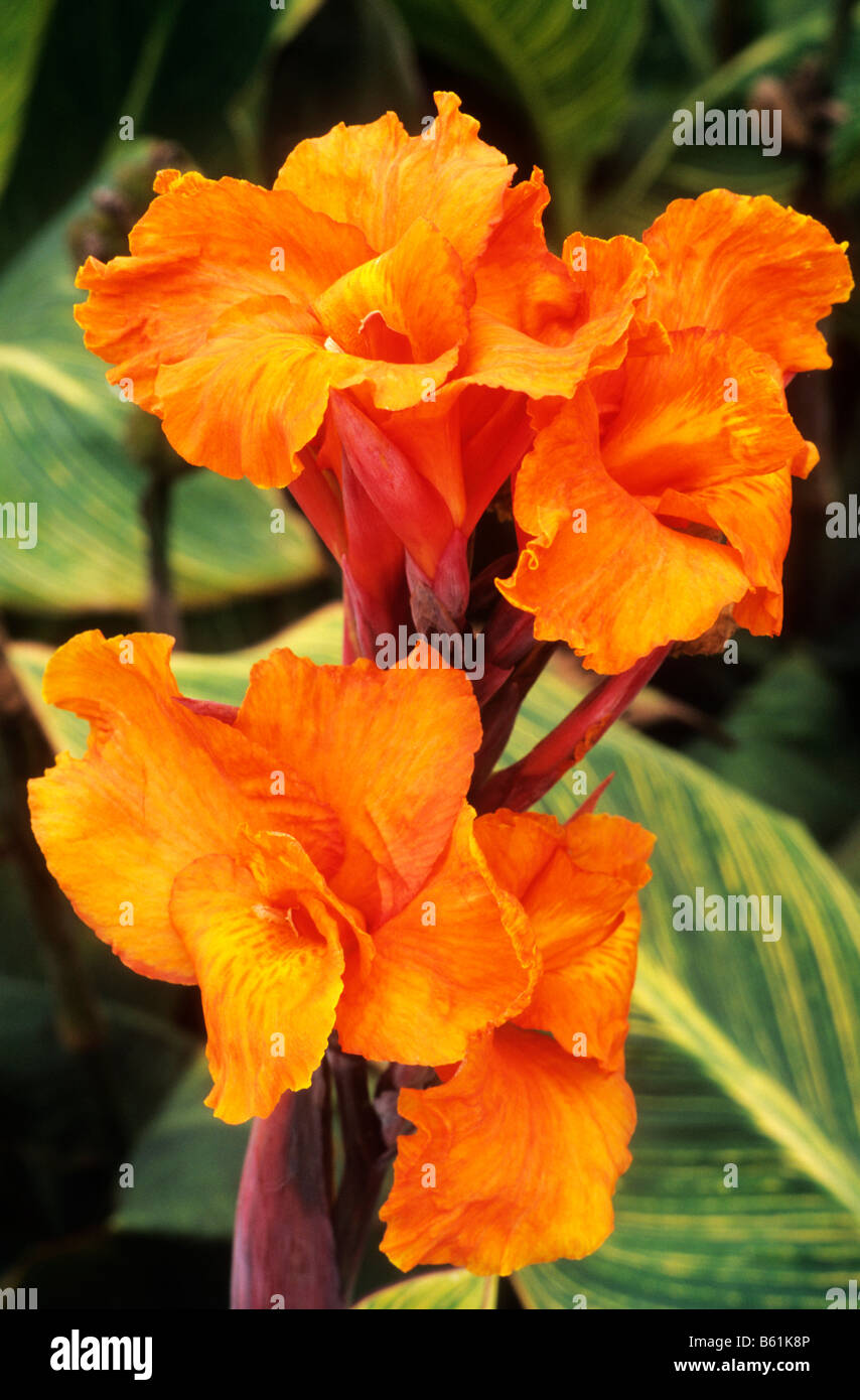 Canna 'Striata' syn. 'Pretoria' orange flower exotic garden plant ...