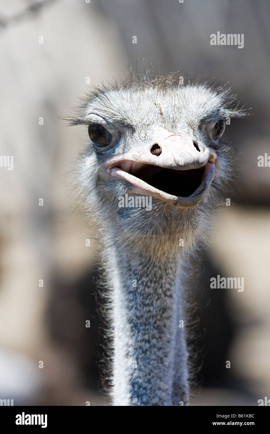 Vogel strauß ostrich farm malaga animal bird Stock Photo - Alamy