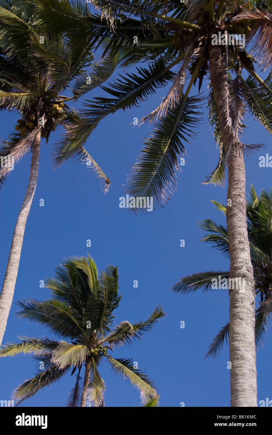 Mexico trees hi-res stock photography and images - Alamy