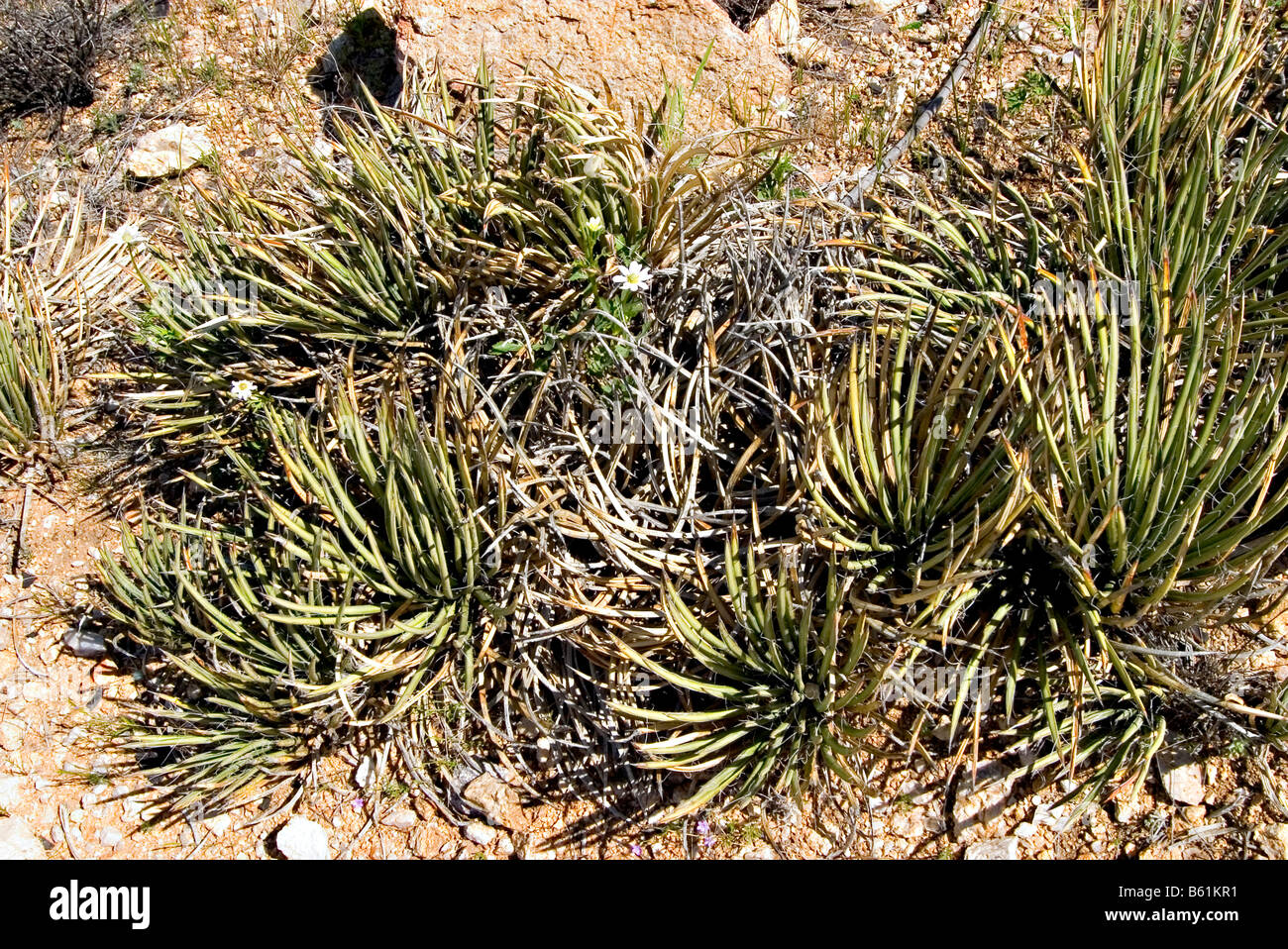 Shin Dagger Agave schottii Stock Photo - Alamy