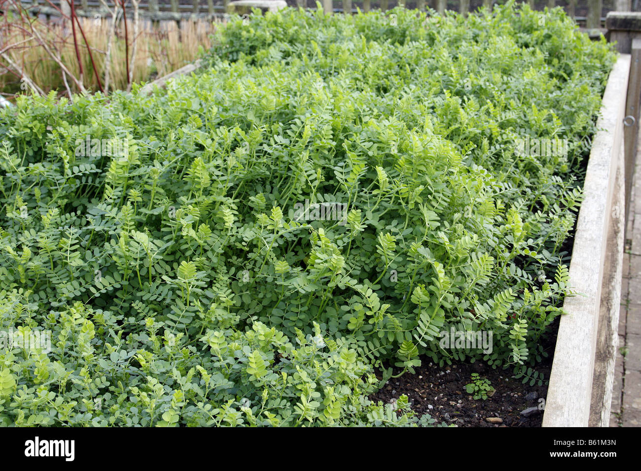 Green manure crop winter tares hi-res stock photography and images - Alamy