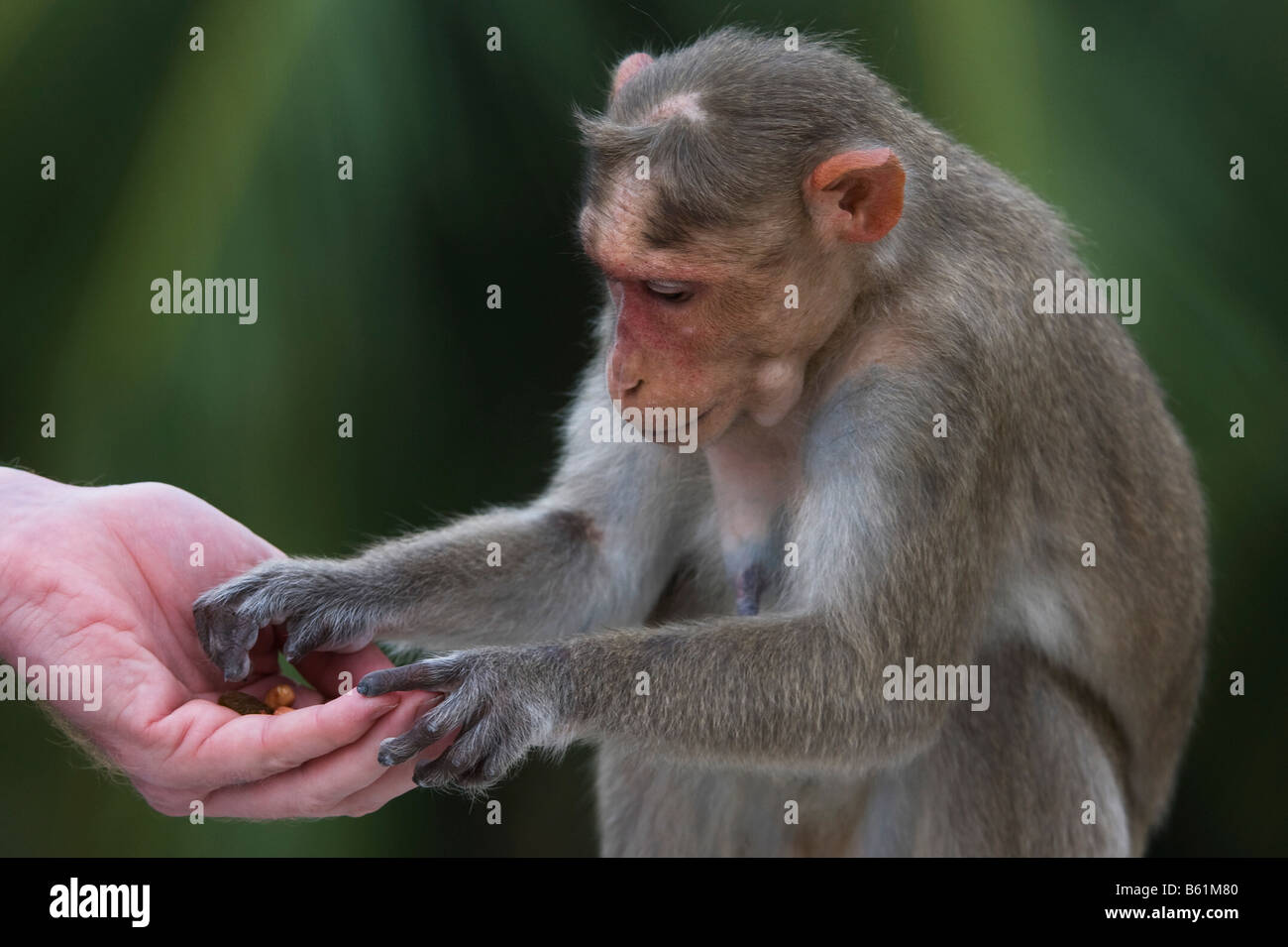 Female bonnet macaque monkey taking peanuts from a human hand. Andhra ...