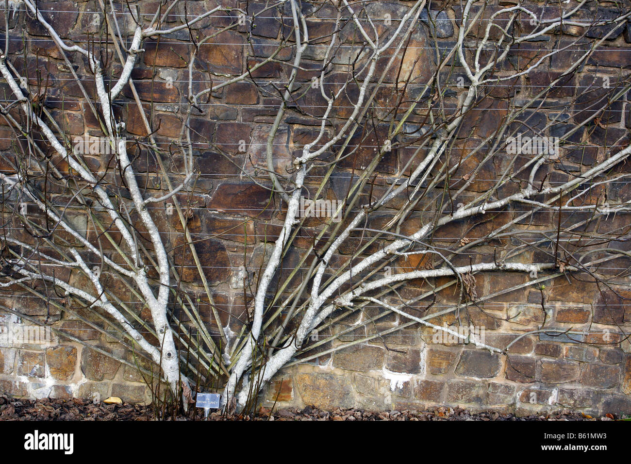 Fan trained fig brown turkey wall hi-res stock photography and images ...