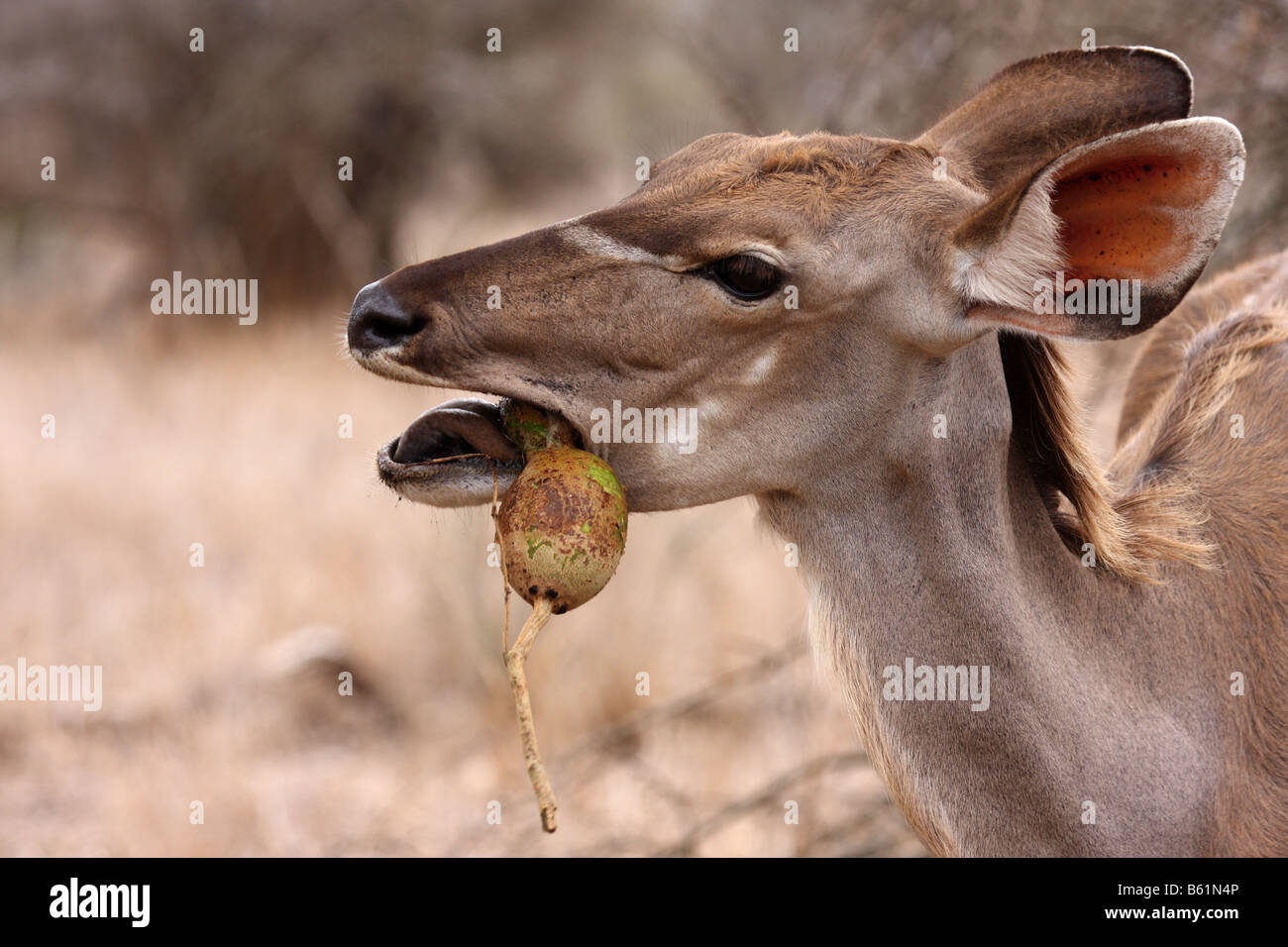 greater kudu eating fruit Stock Photo - Alamy